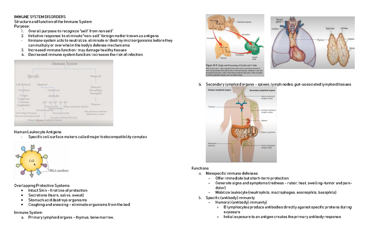 IMMUNE SYSTEM DISORDERS: Structure, Function & Nursing Insights - Studocu
