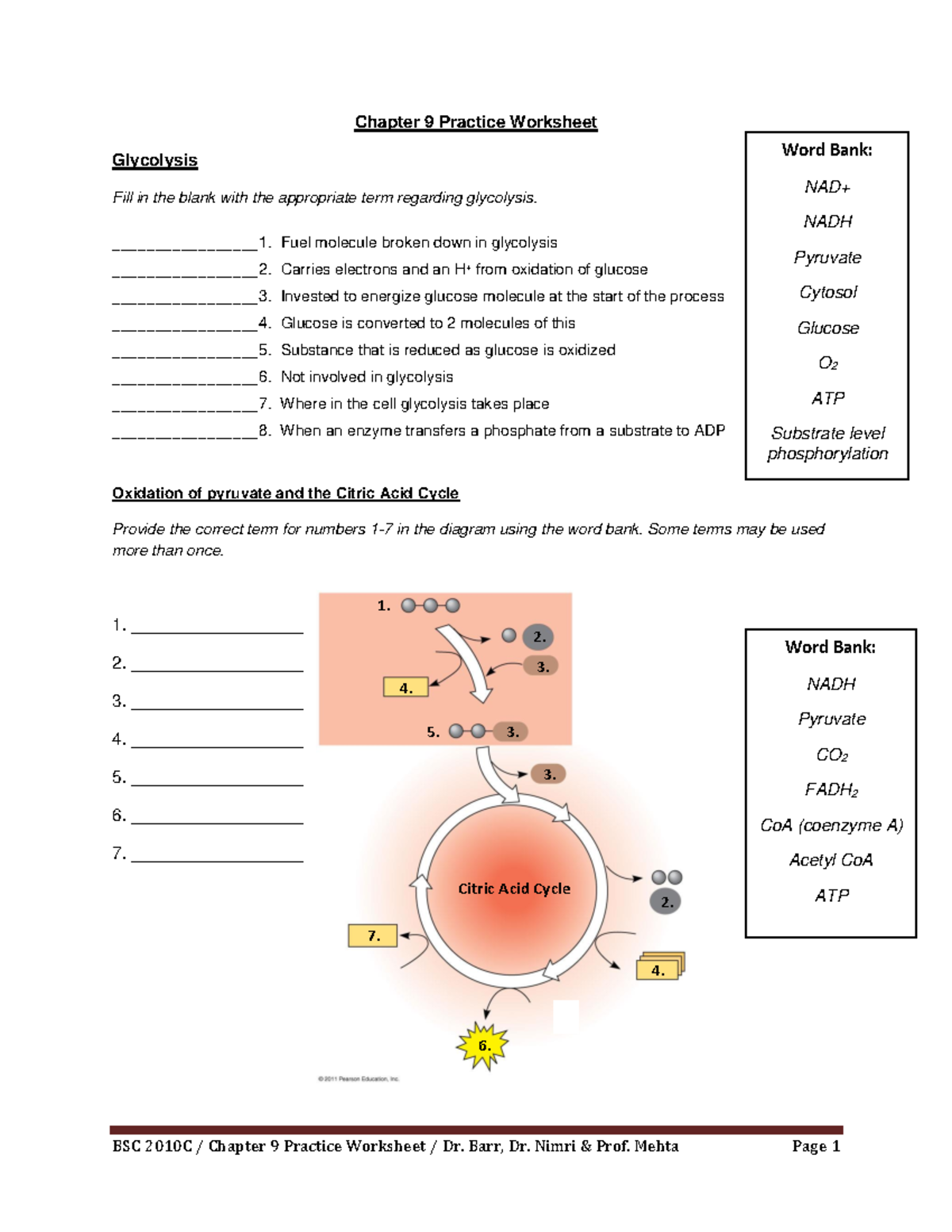 Chapter 9 BSC 2010C Glycolysis & Cellular Respiration Worksheet - Studocu