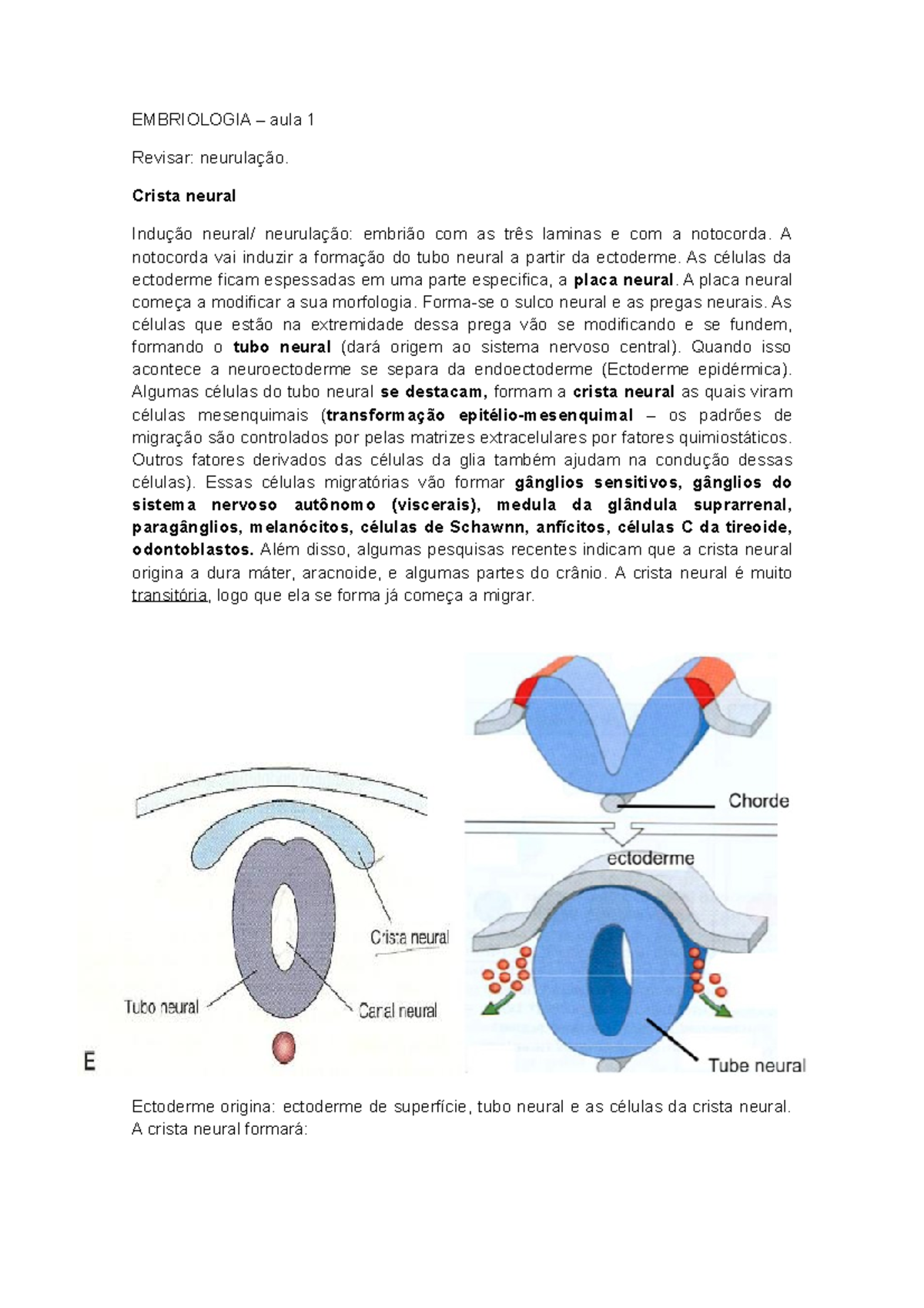 Embriologia Formação do SNC - P1 (Lepca) - EMBRIOLOGIA – aula 1 Revisar ...