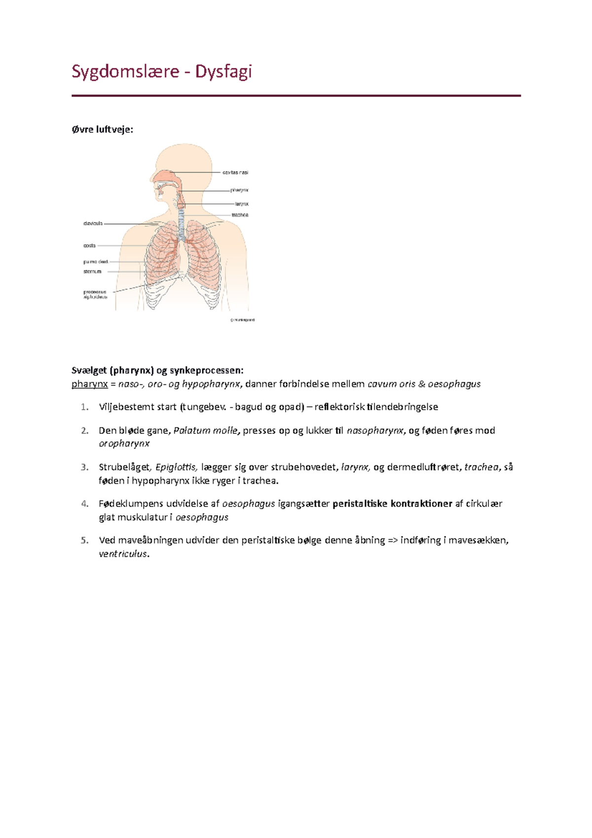 Dysfagi - Sygdomslære - Dysfagi Øvre luftveje: Svælget (pharynx) og synkeprocessen: pharynx ...