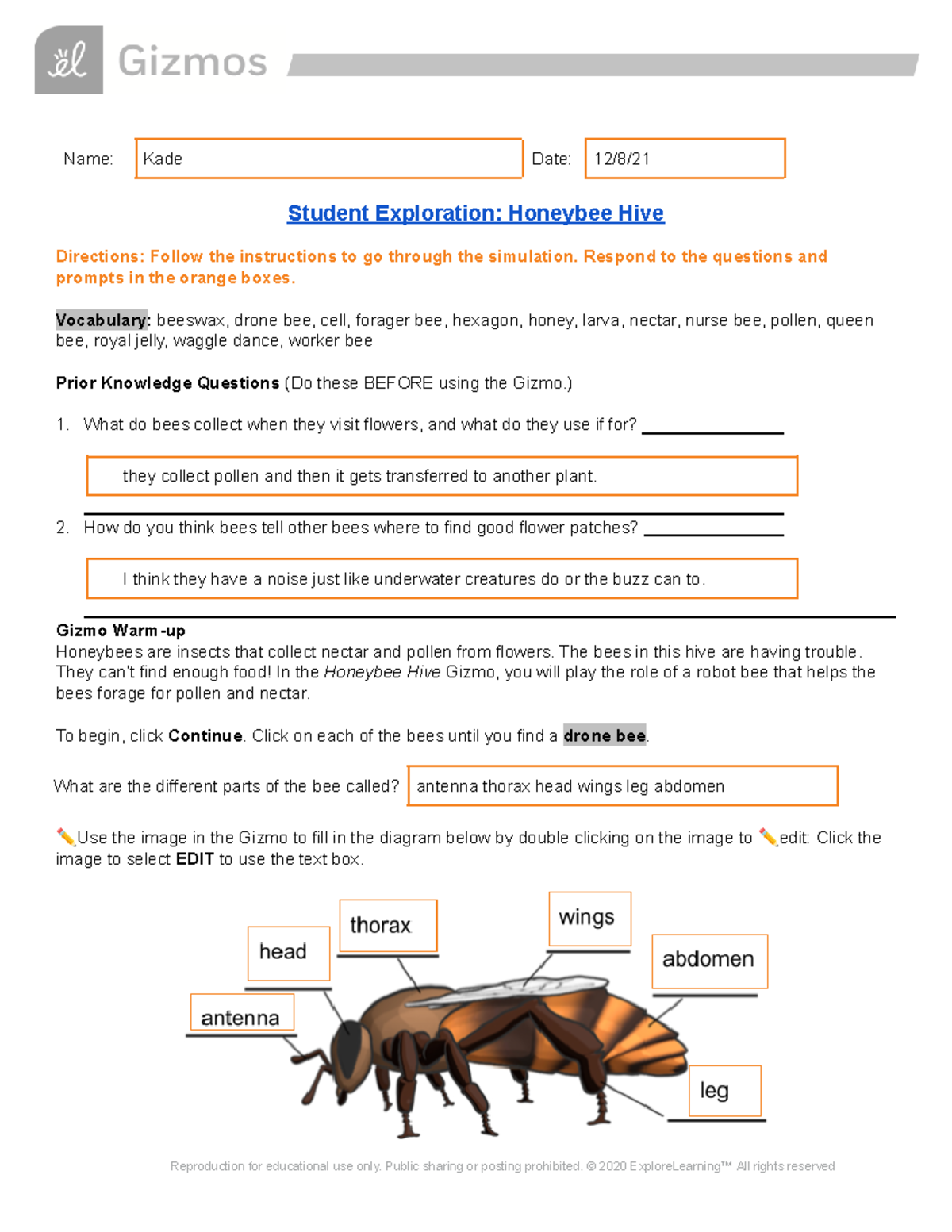 Honeybee Hive Exploration SE Science Activity Guide - Studocu