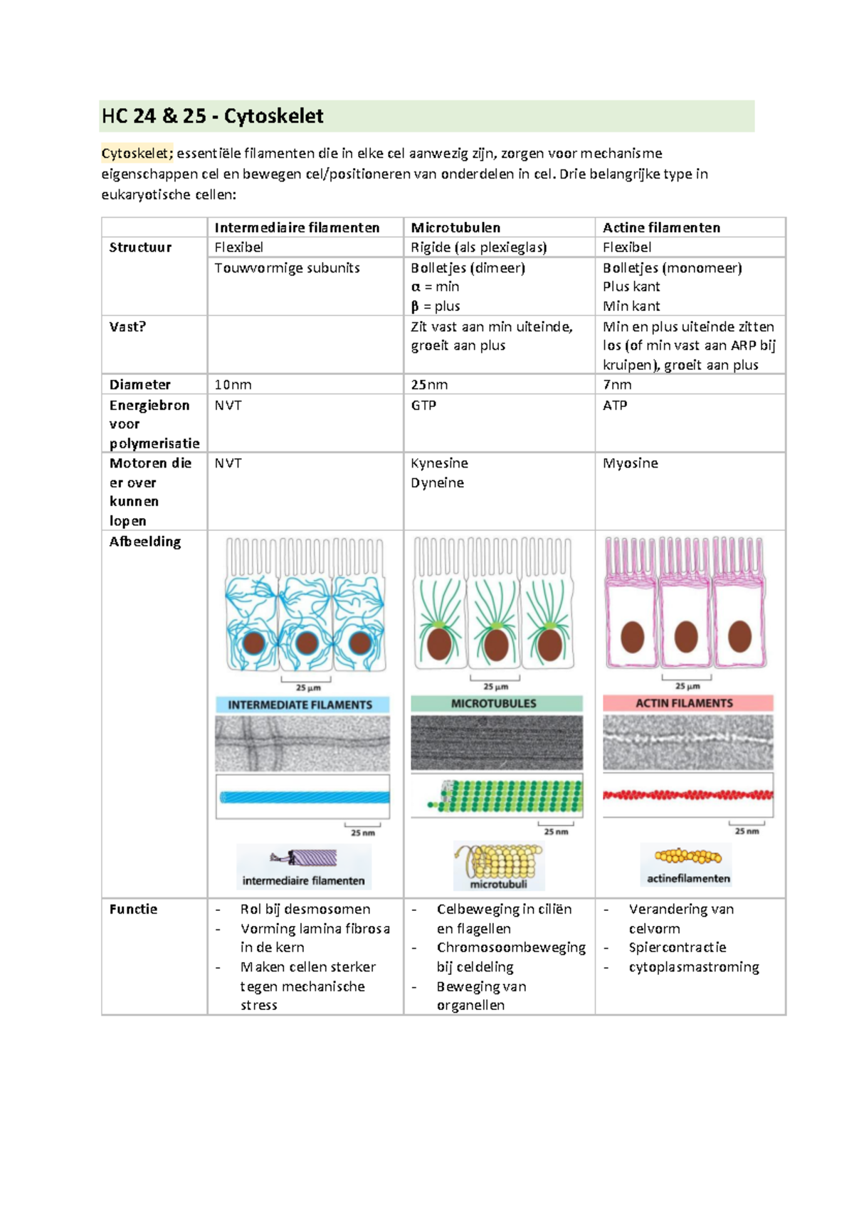 Samenvatting HC 24 & 25 - Cytoskelet: Functies en Structuren - Studeersnel