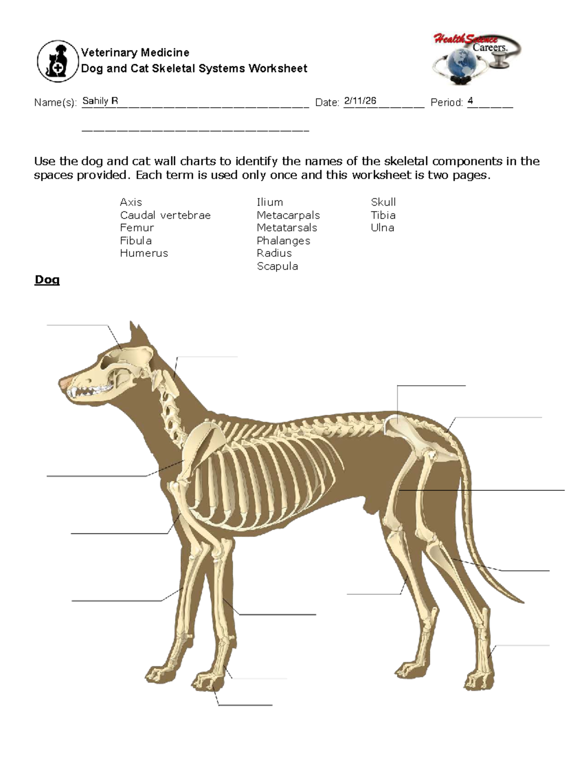 Veterinary Medicine: Dog and Cat Skeletal Systems Worksheet - Studocu