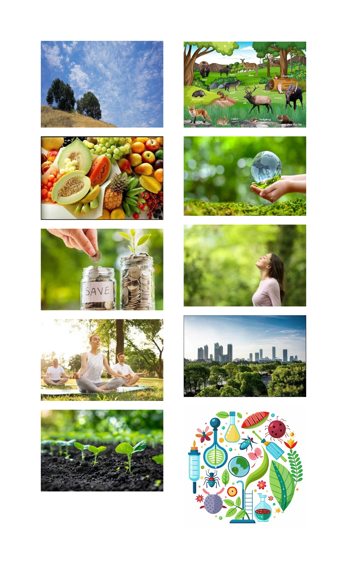 Collage Examples - Filipino 12 - racoon moose cupine chipmunk rabbit ...