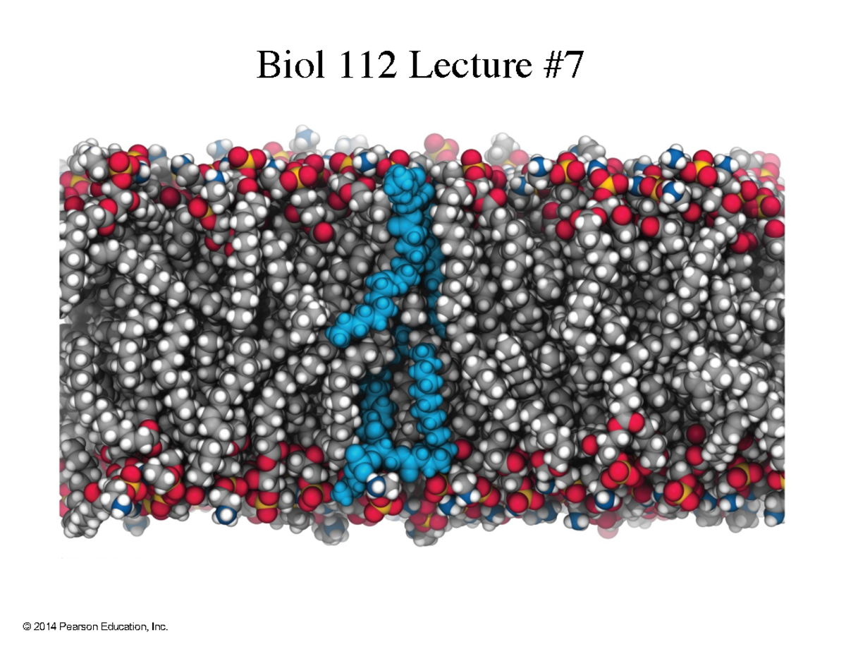 Biol112 F24 Lecture #07: Lipids, Membranes, and Carbohydrates - Biol ...