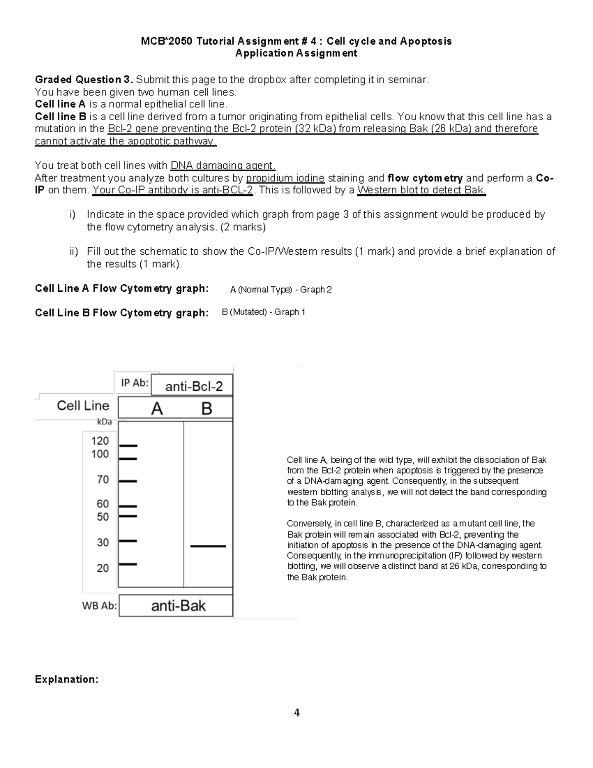 Seminar 4 - MCB*2050 Tutorial Assignment # 4 : Cell cycle and Apoptosis ...