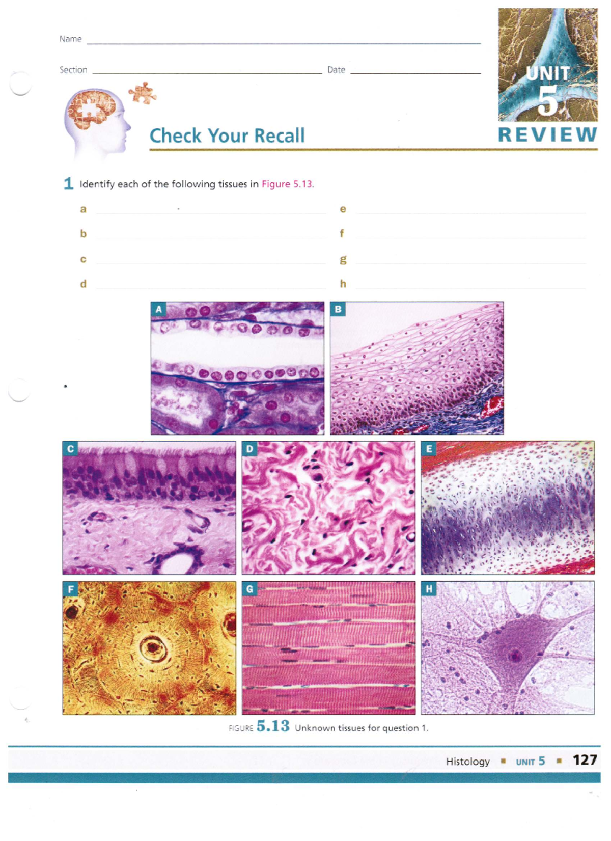 UNIT 5 Histology Review Worksheet - Tissues 2 - Studocu