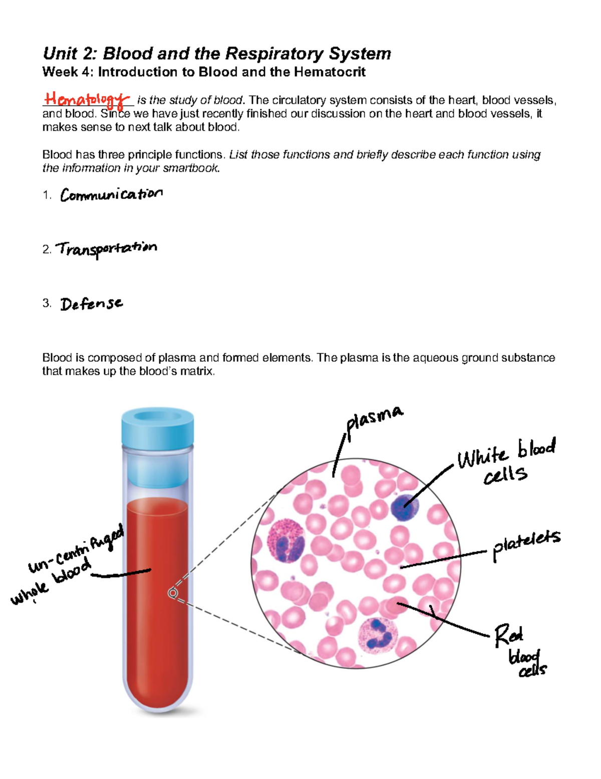 Unit 2: Blood and the Respiratory System - Week 4 Lecture Notes - Studocu