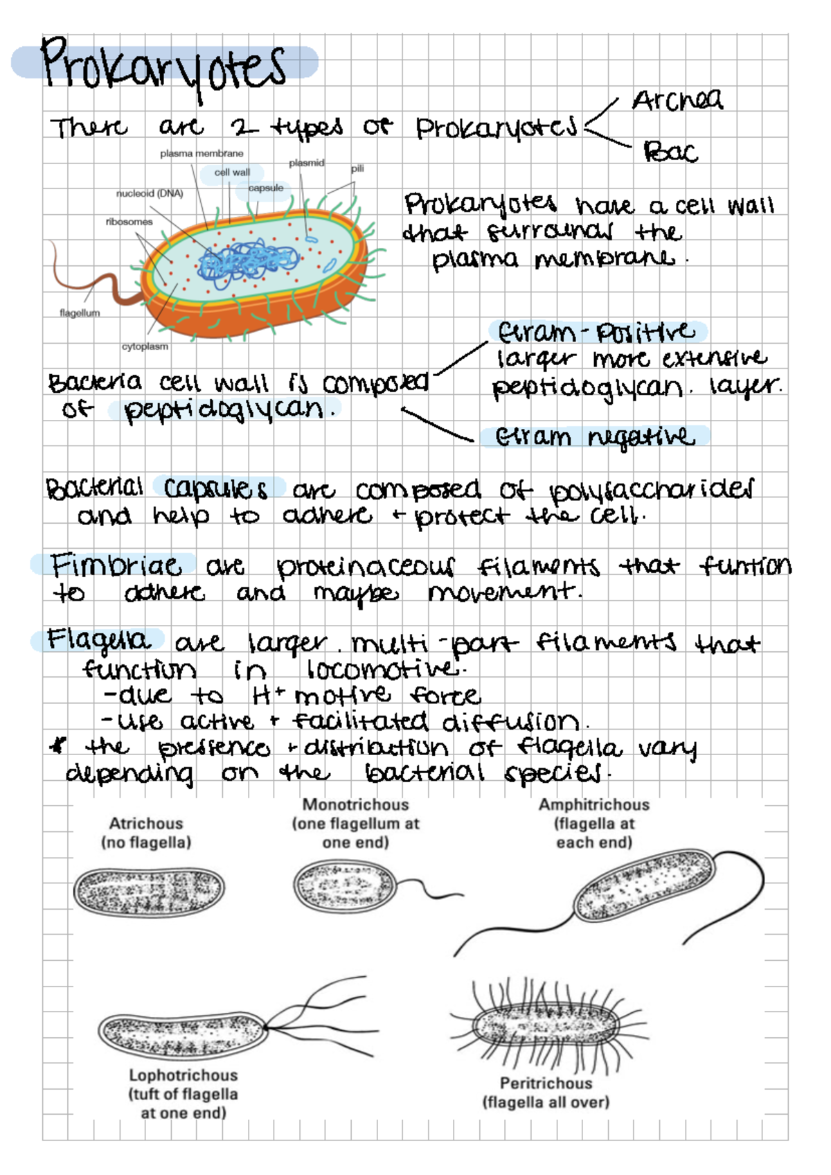 Understanding Prokaryotic Cells: Structure and Function - Studocu