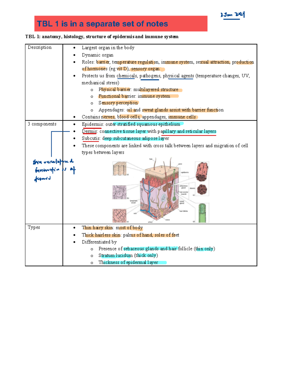 TBL 1: Anatomy and Immune Function of the Skin - Comprehensive Notes ...