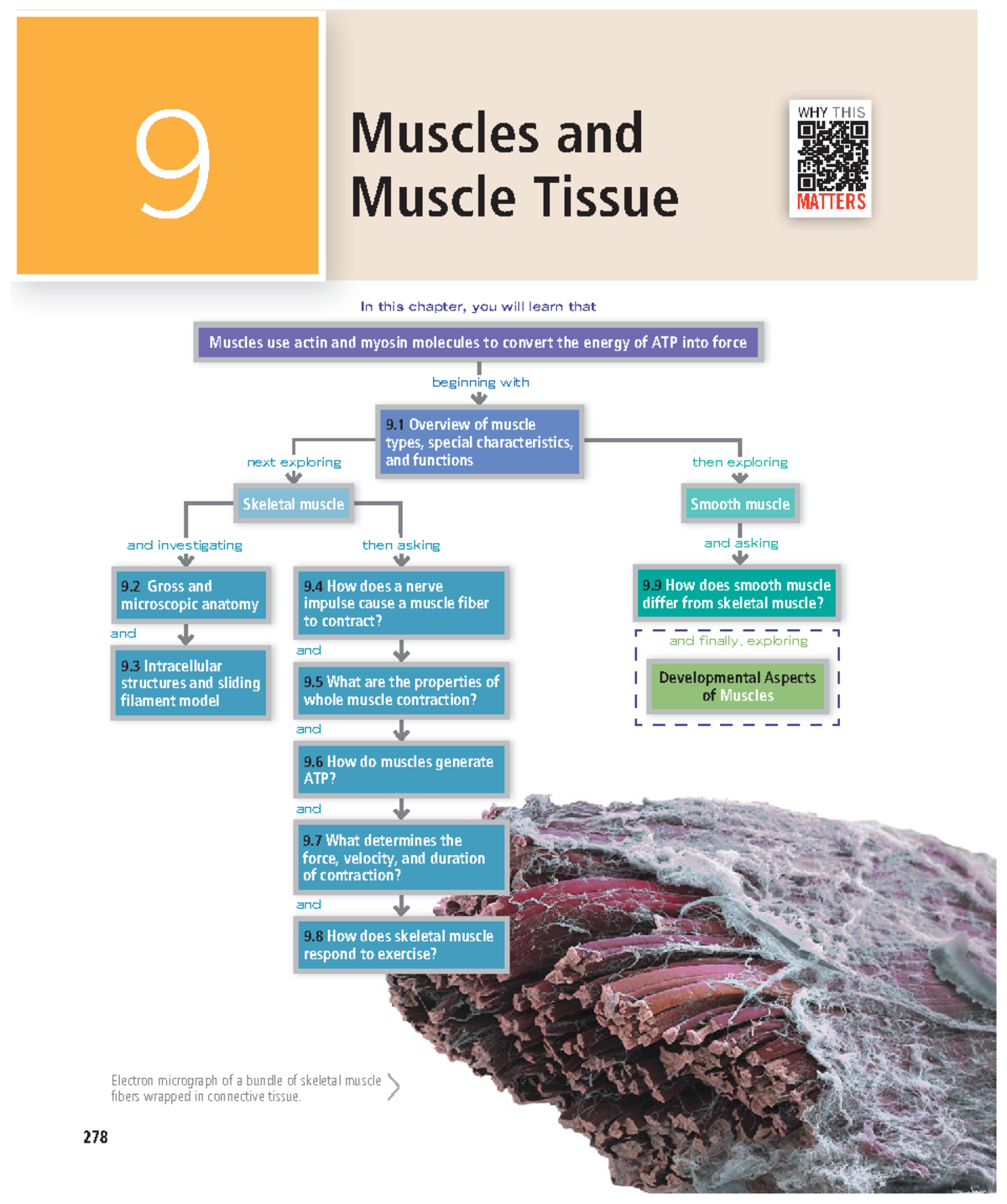 Muscular System: Contraction Mechanisms and Muscle Physiology Notes ...