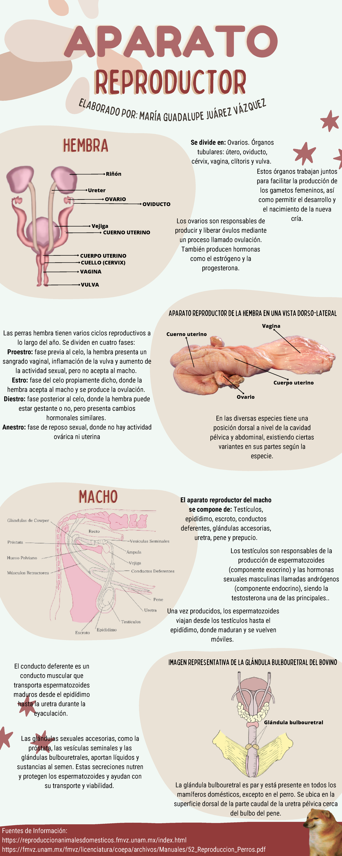 Anatomía del Aparato Reproductor en Macho y Hembra - E L A B O R M 2023 ...