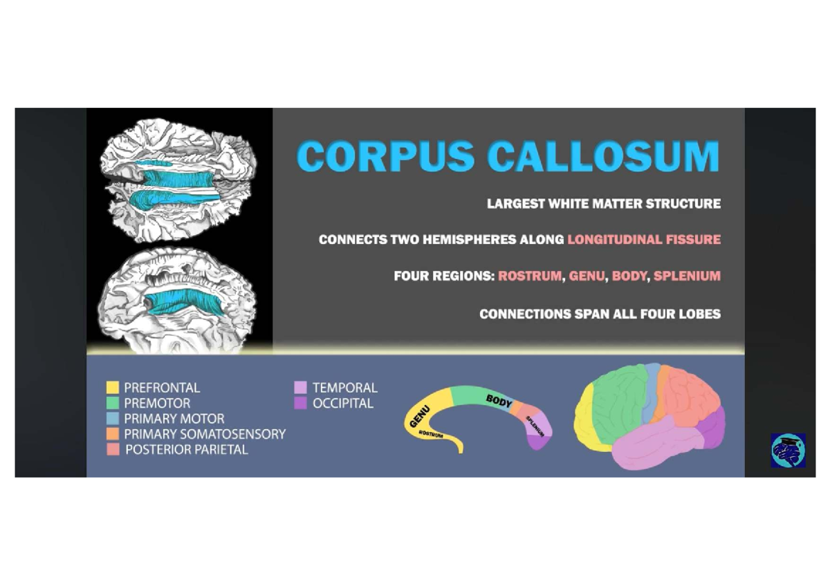 CORPUS CALLOSUM & WHITE MATTER STRUCTURES: A STUDY (NEURO 101) - Studocu