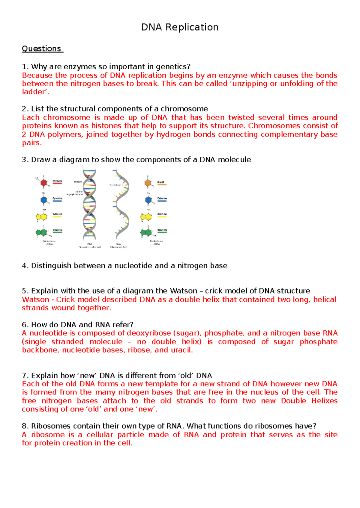 DNA Replication - DNA Replication Questions 1. Why are enzymes so ...
