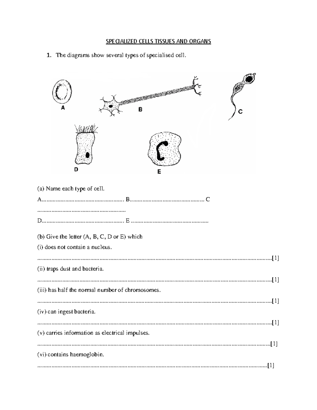 Specialized cells tissues and organs Worksheet - SPECIALIZED CELLS ...