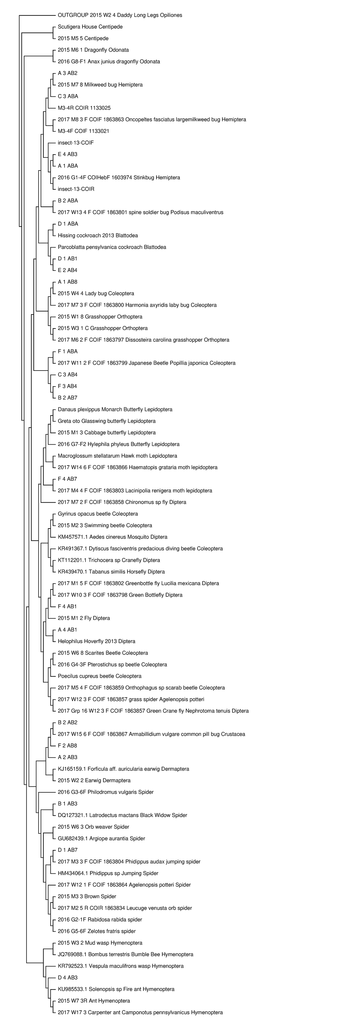 Phylogenetic Tree Analysis of Invertebrates (OUTGROUP 2015) - Studocu