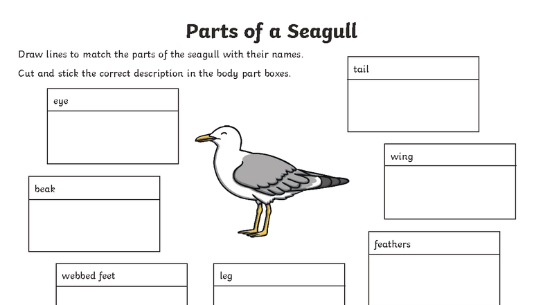 Parts of a Seagull (Differentiated Activity Sheet) - Studocu