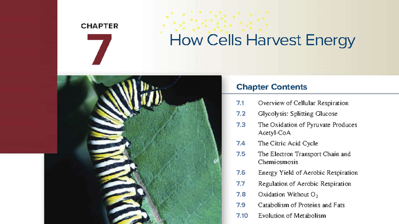 Chapter 7: How Cells Harvest Energy - Overview of Cellular Respiration ...