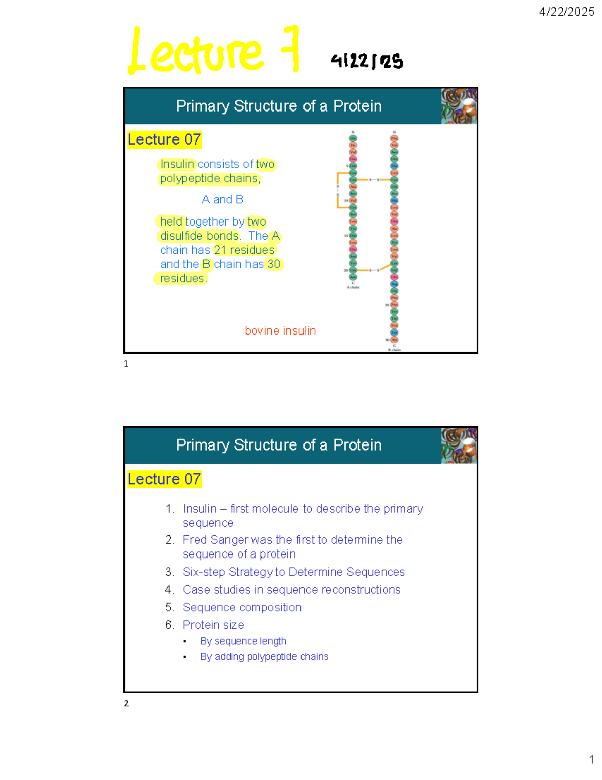 Lecture 07: Analyzing Primary Protein Structure in BioChem 101 - Studocu