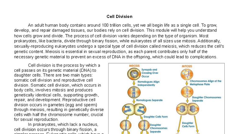 Mitosis and Meiosis Overview: Processes, Phases, and Key Differences ...