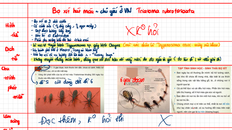 BoxiXit: Nghiên cứu về Triatoma rubrofasciata và Bệnh Chagas - Studocu