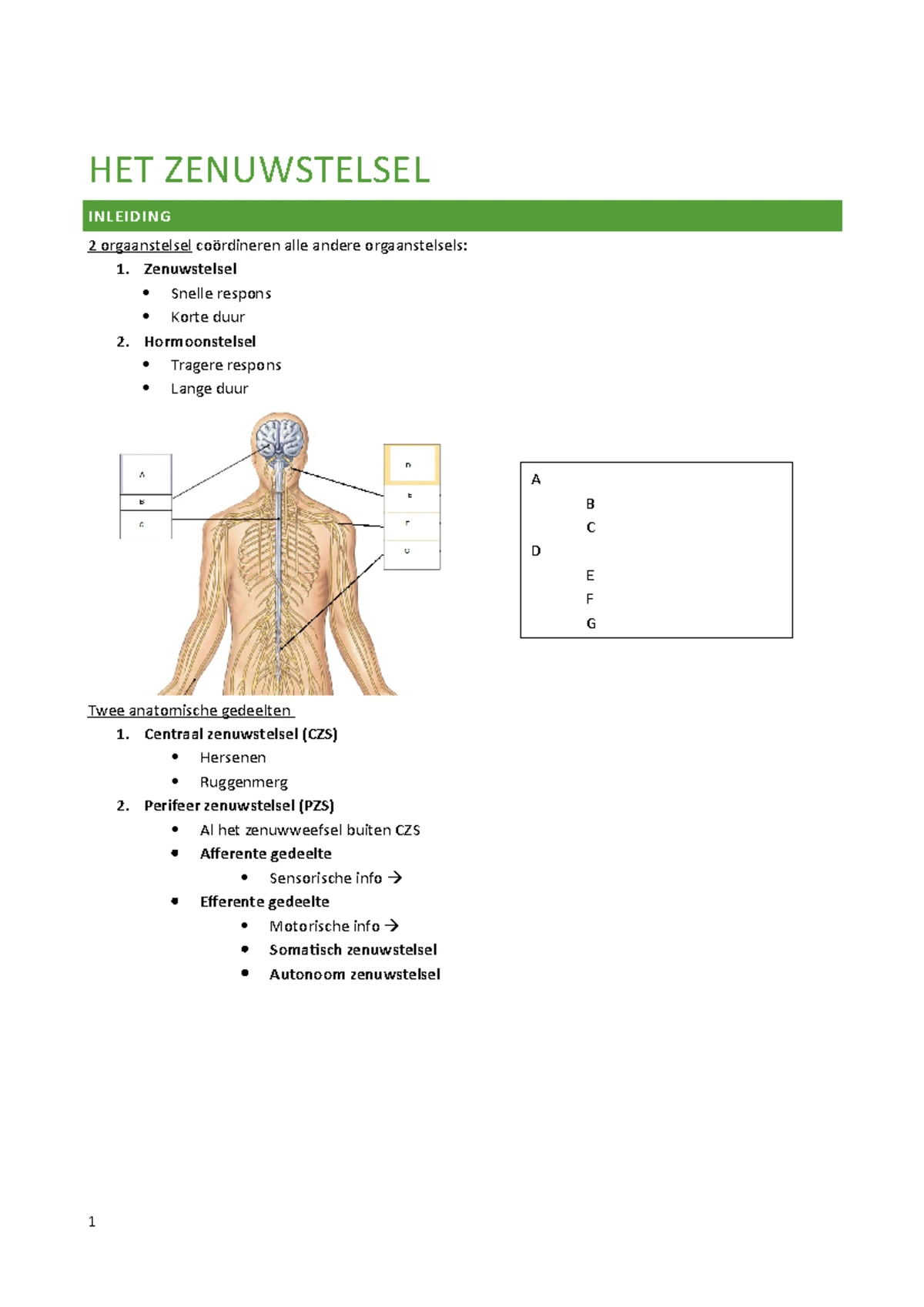 Latijnse woordenlijst - Anatomie: Latijnse woordenlijst Craniaal: naar ...