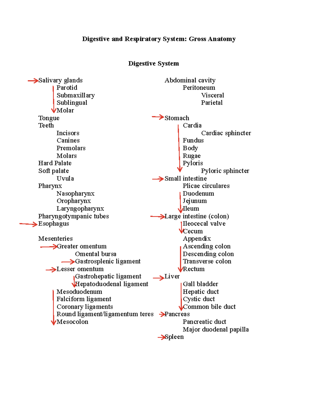 Respiratory & Digestive System: Gross Anatomy Overview - Studocu