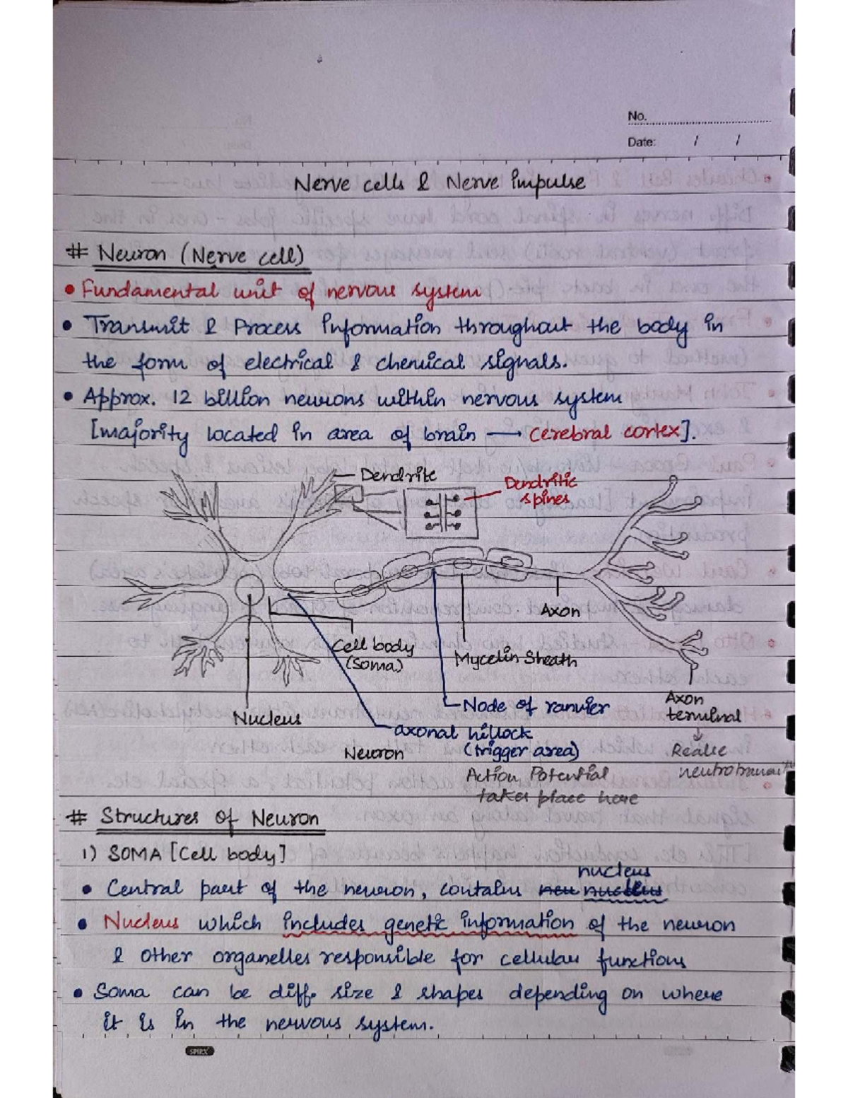 Neurons: Structure and Function in the Nervous System (BIO 101) - Studocu