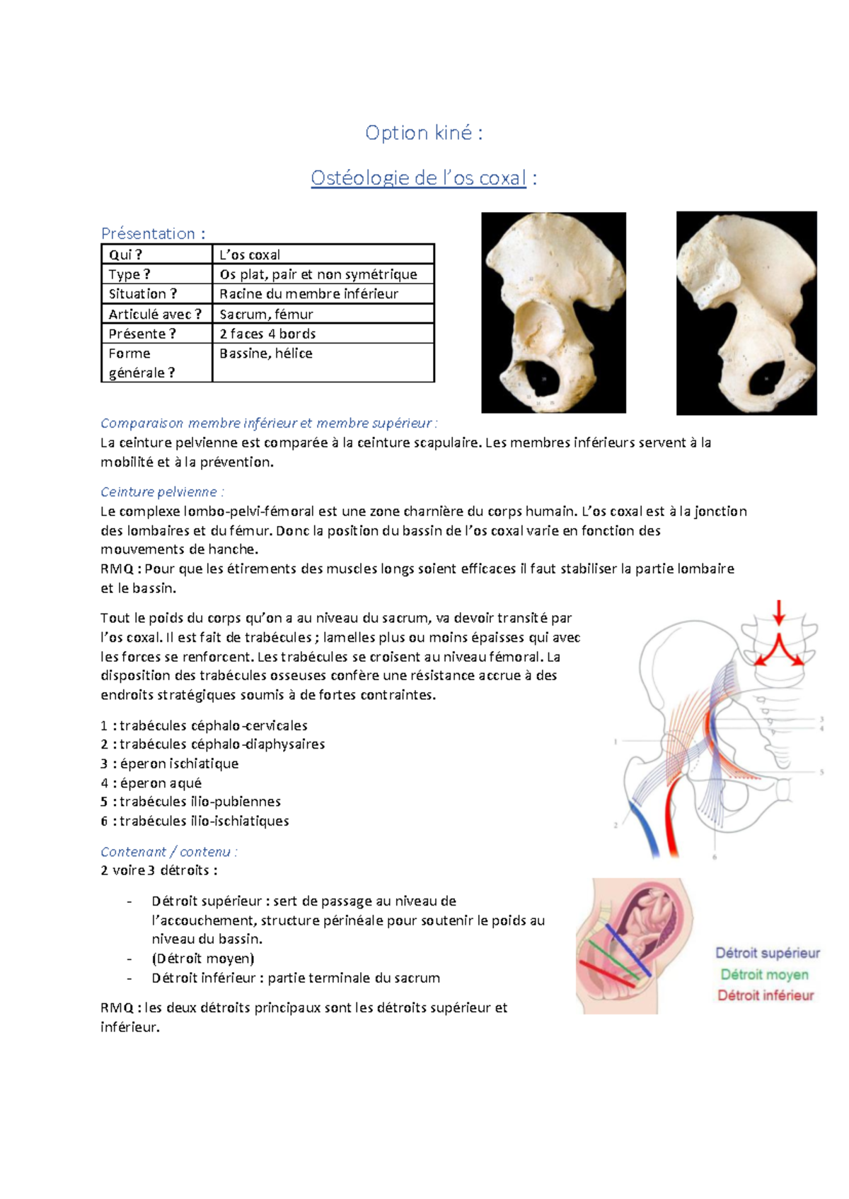 Cours 1 - Ostéologie : Os Coxal et Sacrum - Présentation et Analyse ...