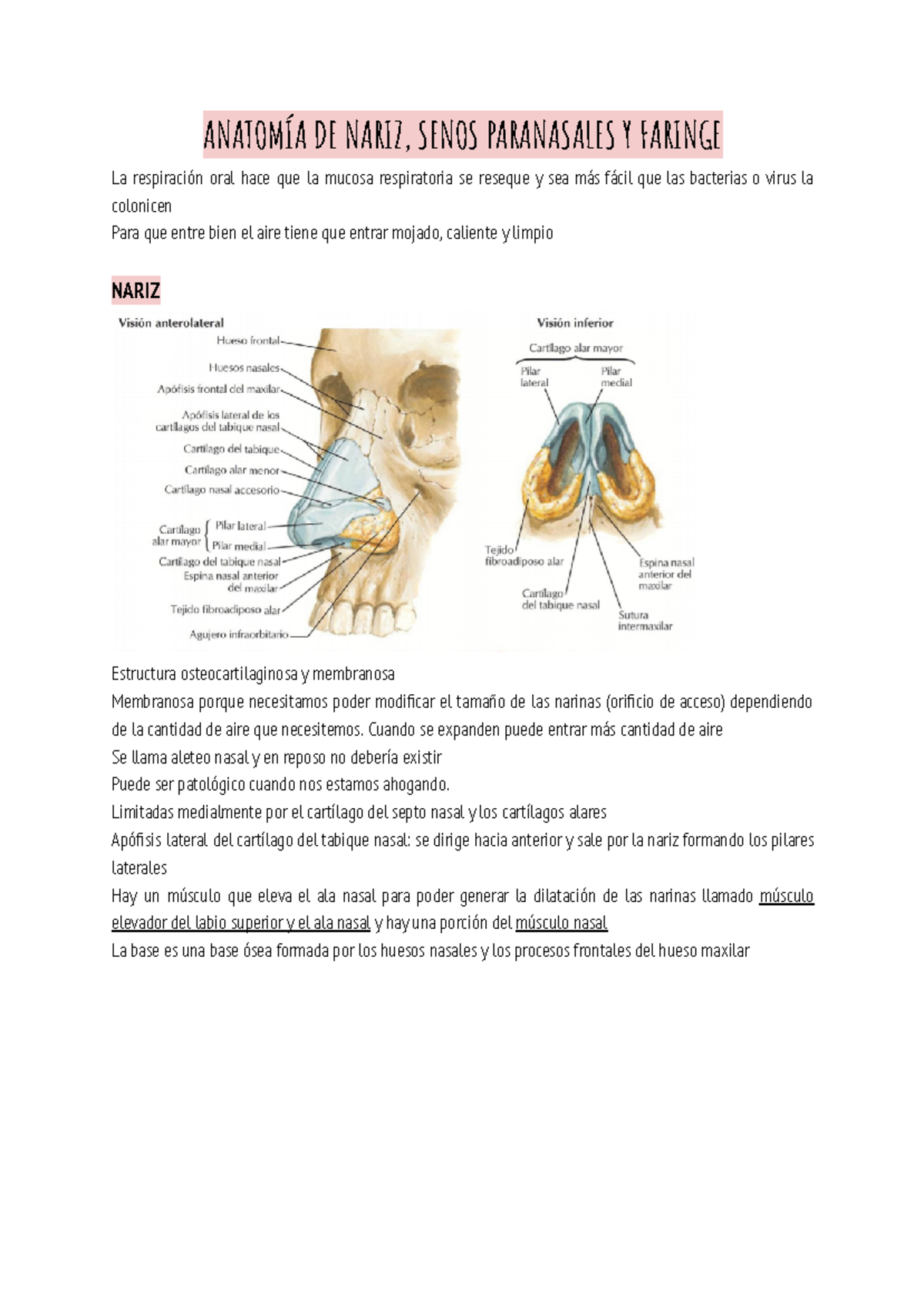 Anatomía de la Nariz, Senos Paranasales y Faringe - Estudio Completo ...