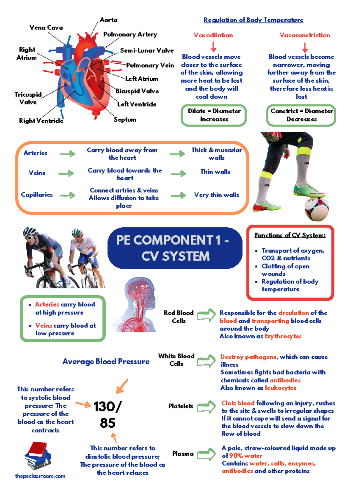 CV System Cheat Sheet 1 - Vena Cava Right Atrium Aorta Pulmonary Artery ...