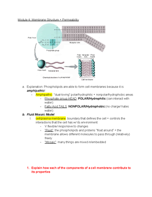 Cell Cycle, Mitosis & Meiosis Overview: Key Concepts and Processes ...