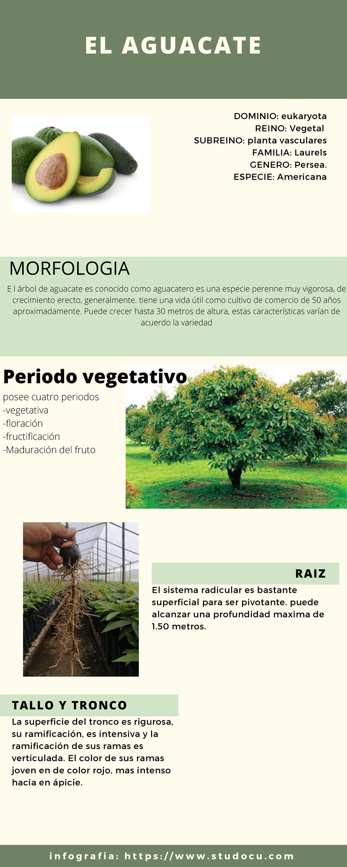 Estudio sobre el Aguacate: Morfología y Funciones Nutricionales - Studocu