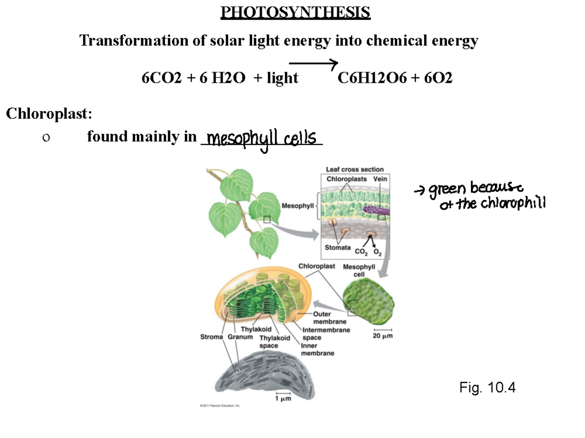 Photosynthesis Overview: Energy Transformation & Calvin Cycle (BIO 101 ...