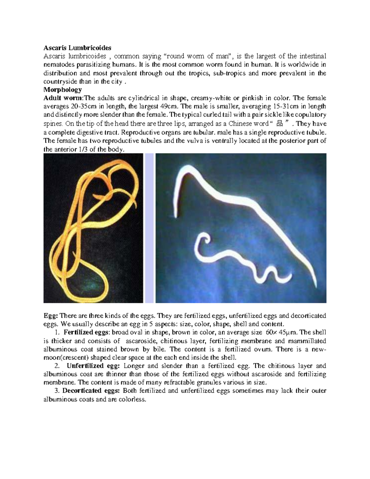 Ascaris Lumbricoides: Comprehensive Study Notes on Intestinal Nematodes ...