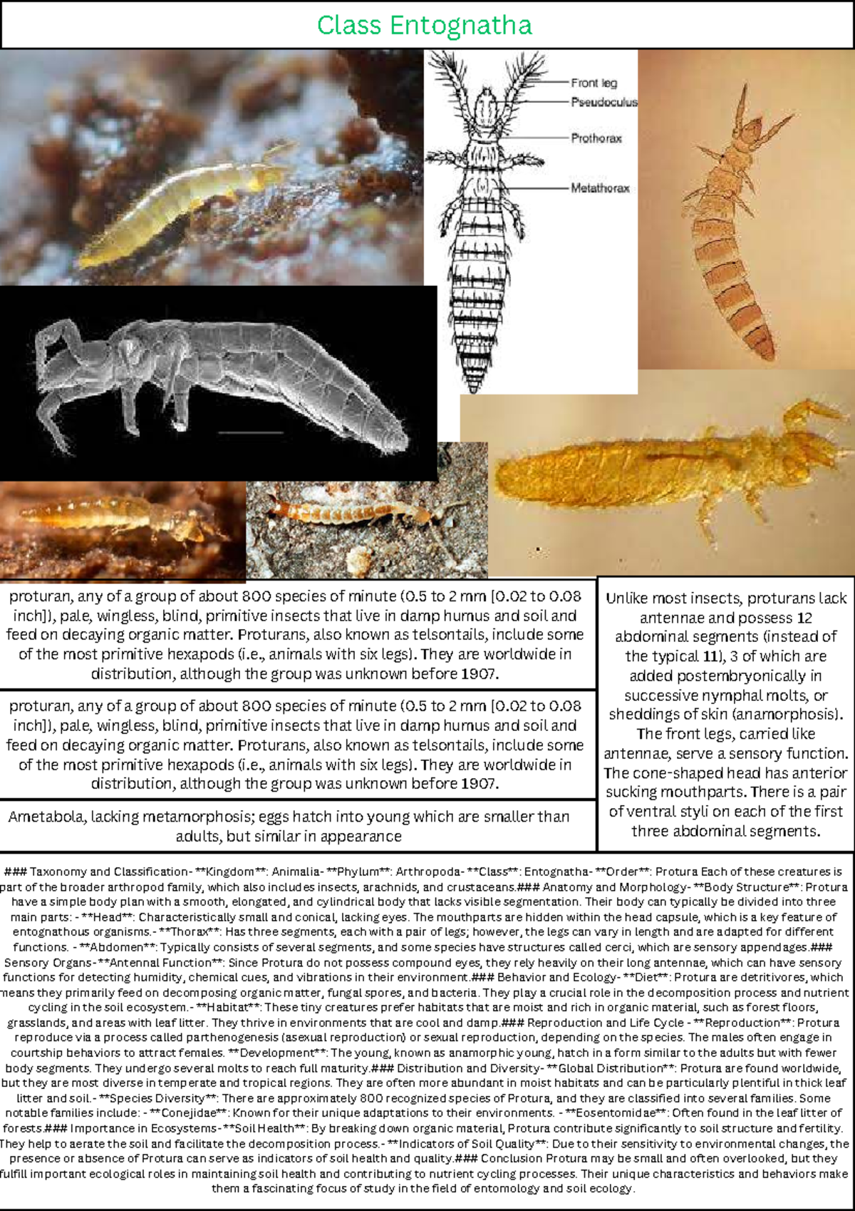 Order Protura: Telsontails and Their Ecological Significance - Studocu