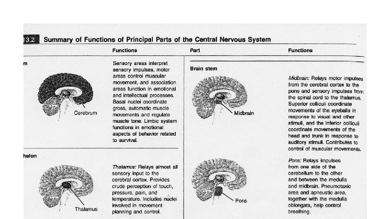 CNS Functions Summary: Key Roles of Principal Parts - Studocu