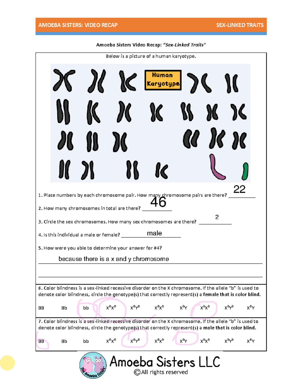 Amoeba Sisters: Recap on X-Linked Traits (Biology 101) - Studocu