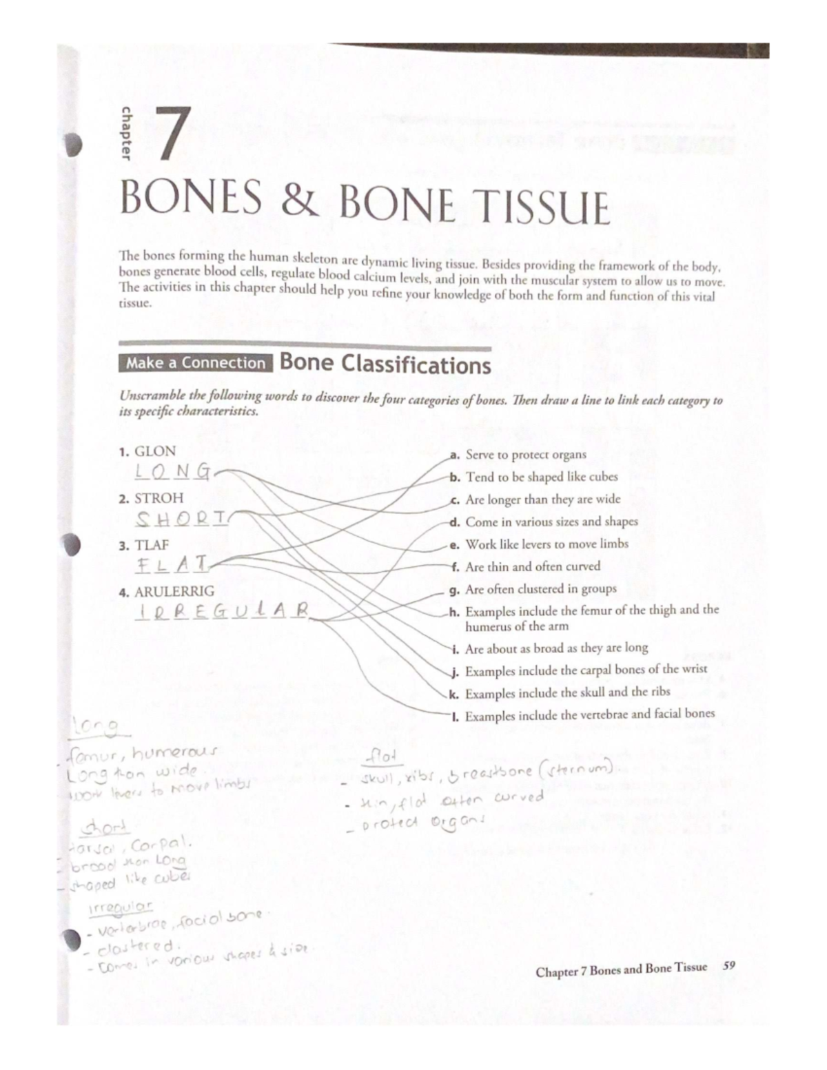 Chapter 7 - Bones and Bone Tissue Study Guide for Exams - Studocu