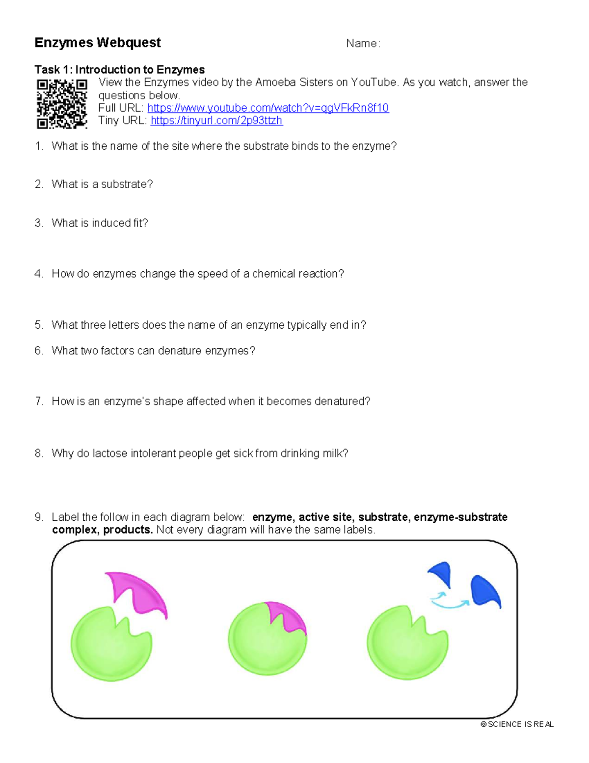 Enzymes Webquest: Introduction, Virtual Lab, and Experiment Tasks - Studocu