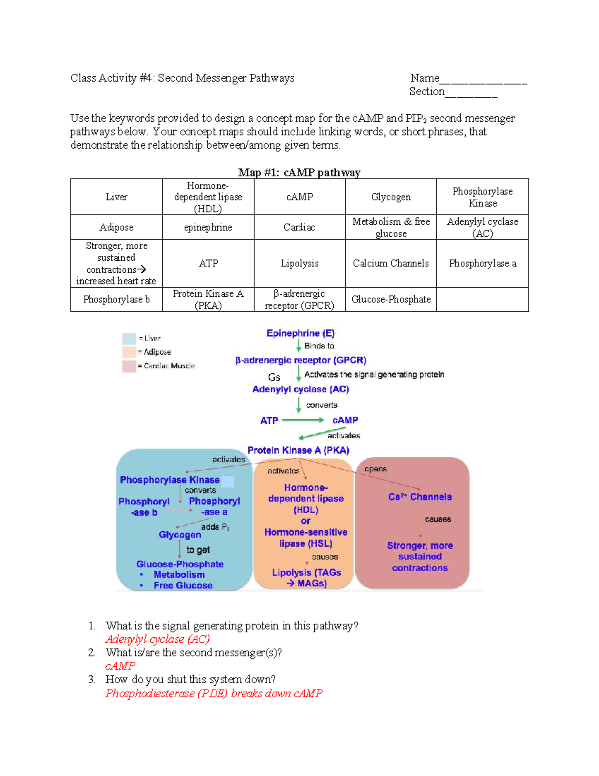 Second Messenger Pathways Concept Map Worksheet - Studocu