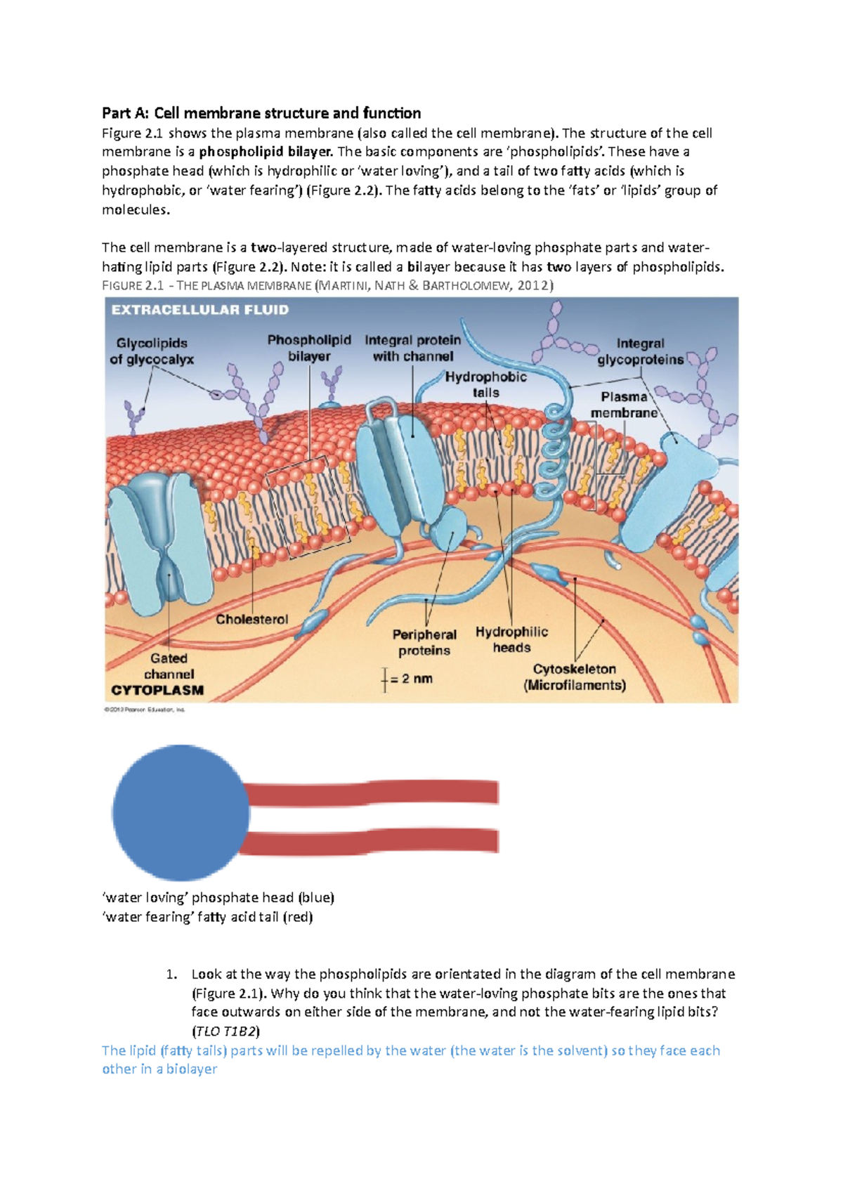 Biology 101 - Week 3: Cell Membrane Structure & Function Notes - Studocu