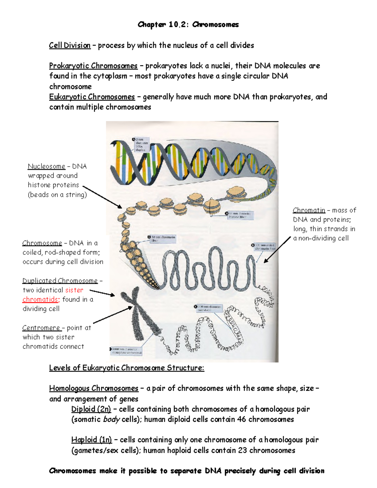 10.2 wb-ANS - Answer key - Chapter 10: Chromosomes Cell Division ...