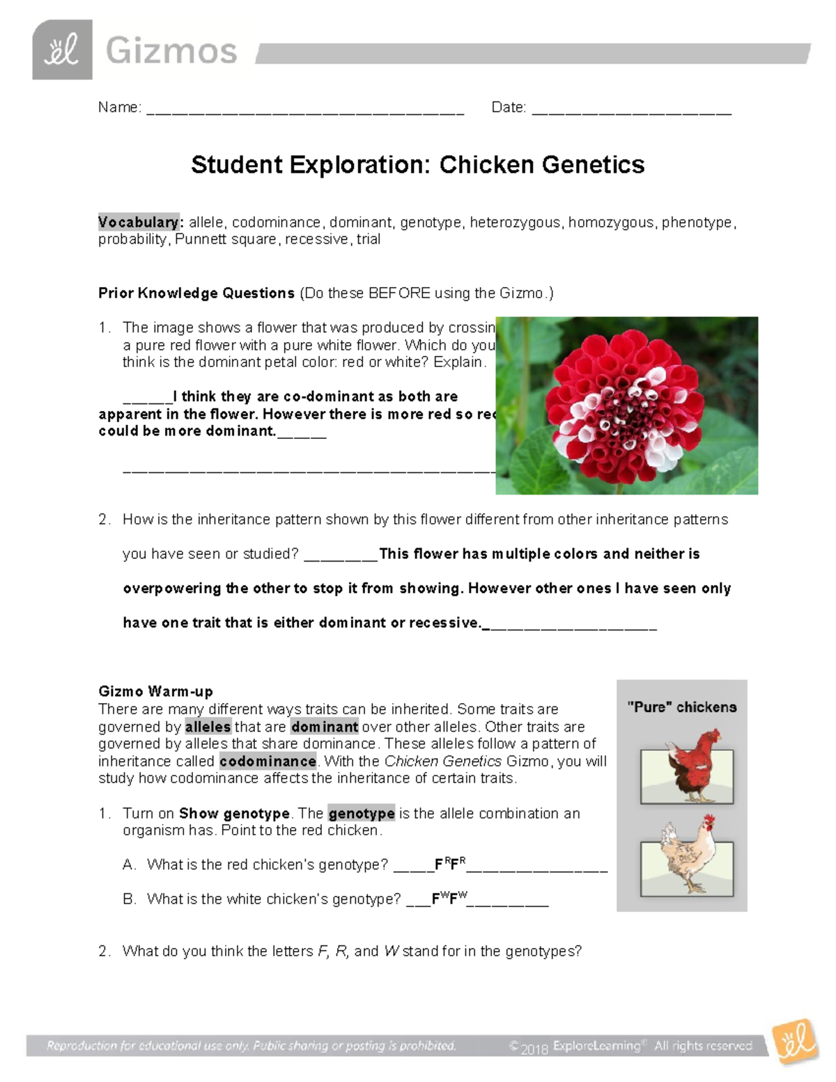 Chicken Genetics Exploration SE: Understanding Codominance and Traits ...