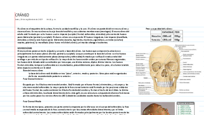 Cráneo Estructura Y Funciones Na 1er Parcial Studocu