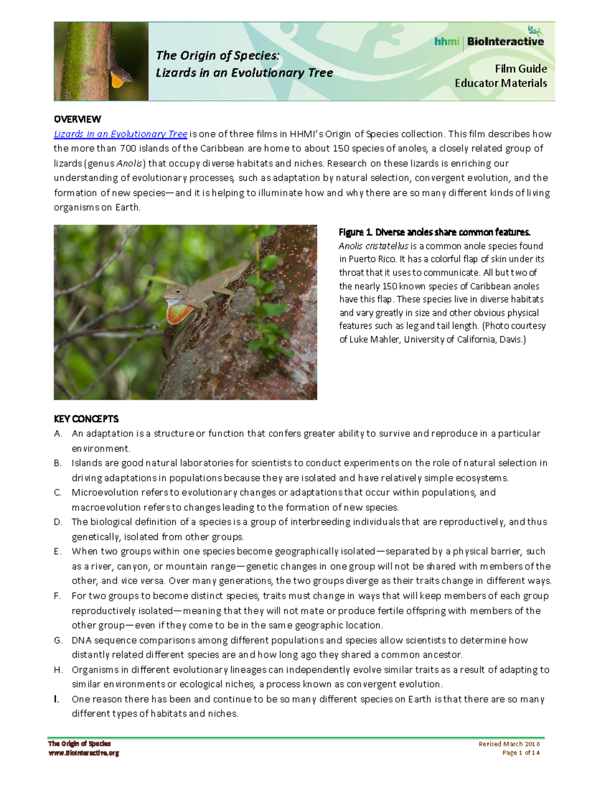 The Origin of Species: Lizards in an Evolutionary Tree Film Guide (EVO ...
