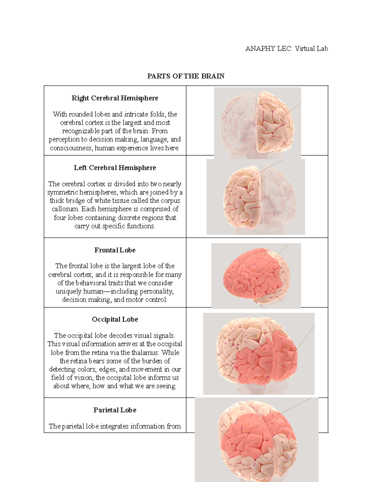 Martinez Parts of the brain - ANAPHY LEC: Virtual Lab PARTS OF THE ...