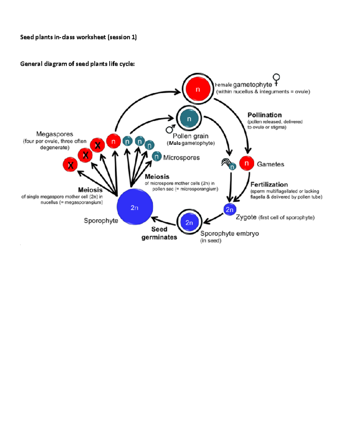 Life Cycle Of Gymnosperms Animation