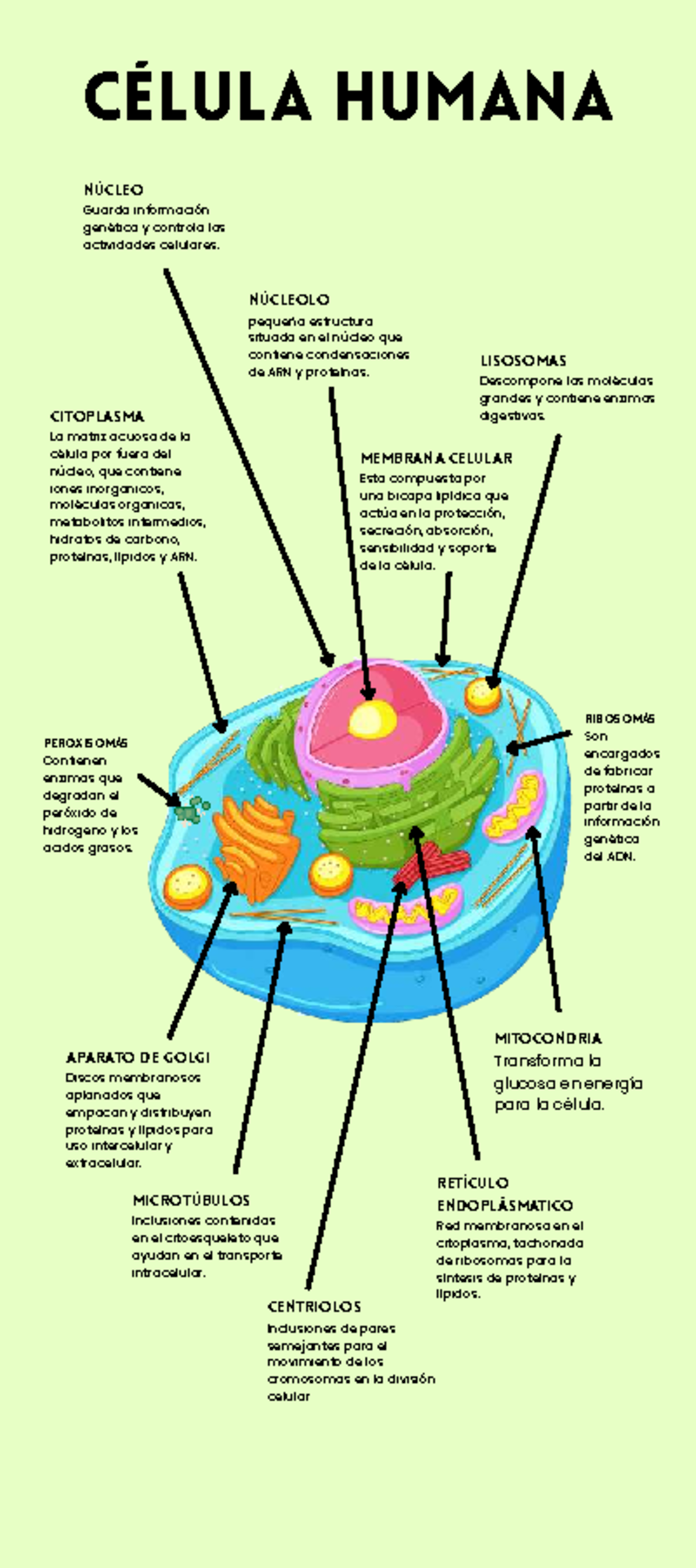 Infografía sobre la Célula Animal: Estructura y Funciones - Studocu