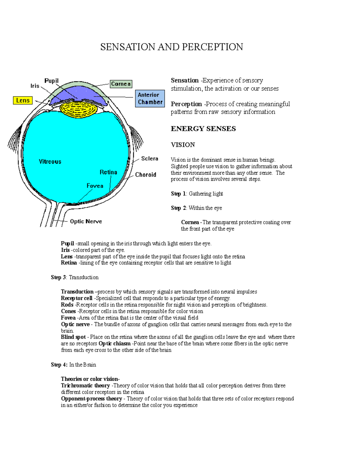Chapter 5 - Sensation & Perception - General Psychology Lecture Notes ...